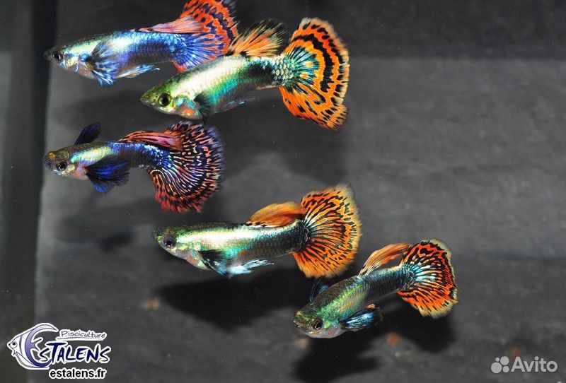 Гуппи джамбо