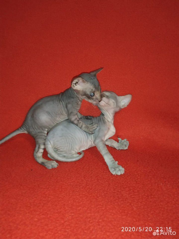 Котята сфинкс