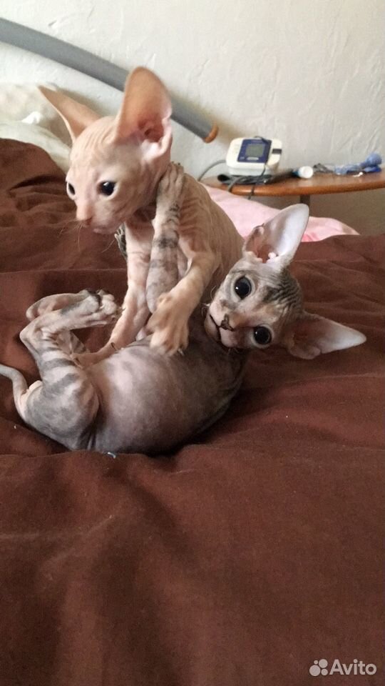 Донской сфинкс