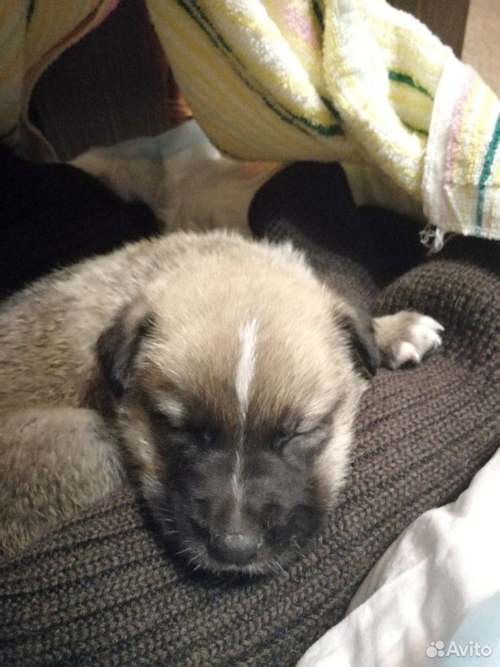 Метис сибаину