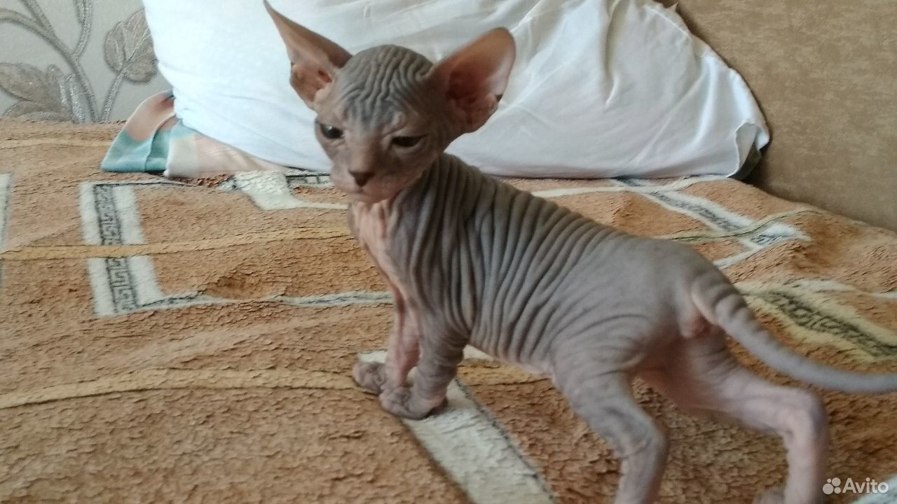 Донской сфинкс