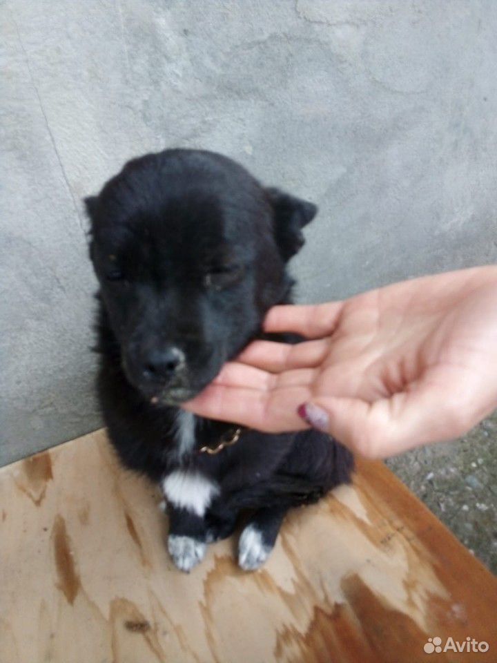 Щенок потеряшка