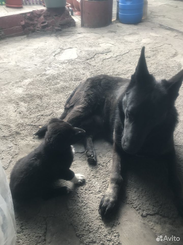 Щенок овчарка