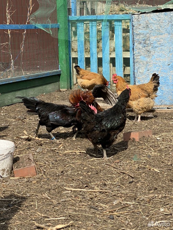 Продажа куриц