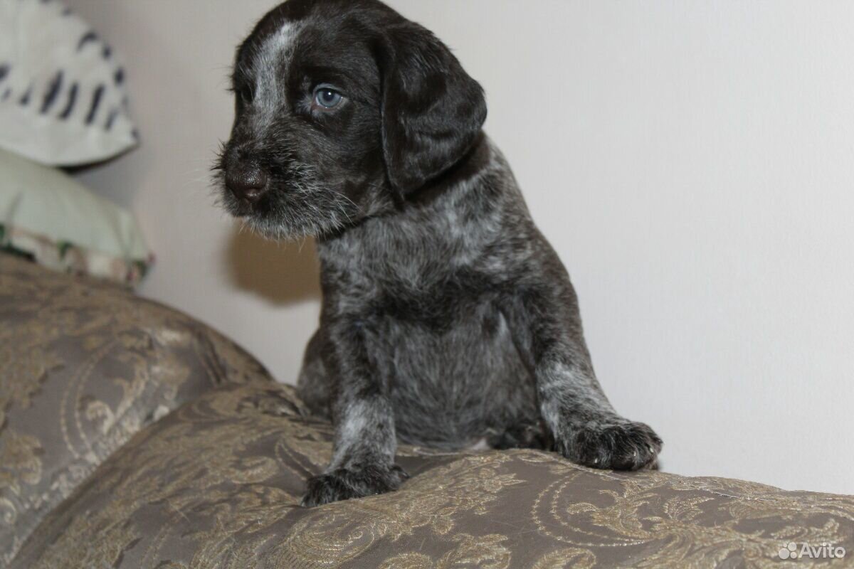 Щенок Немецкого Дратхаара