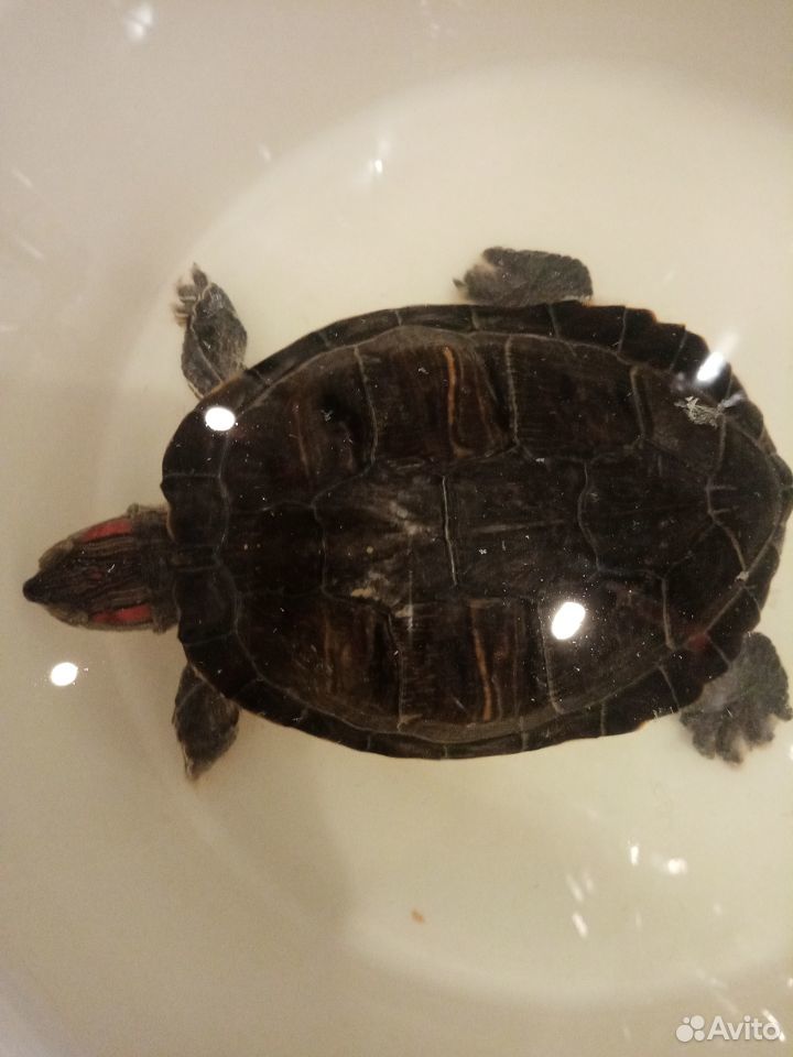 Отдам красноухую черепаху