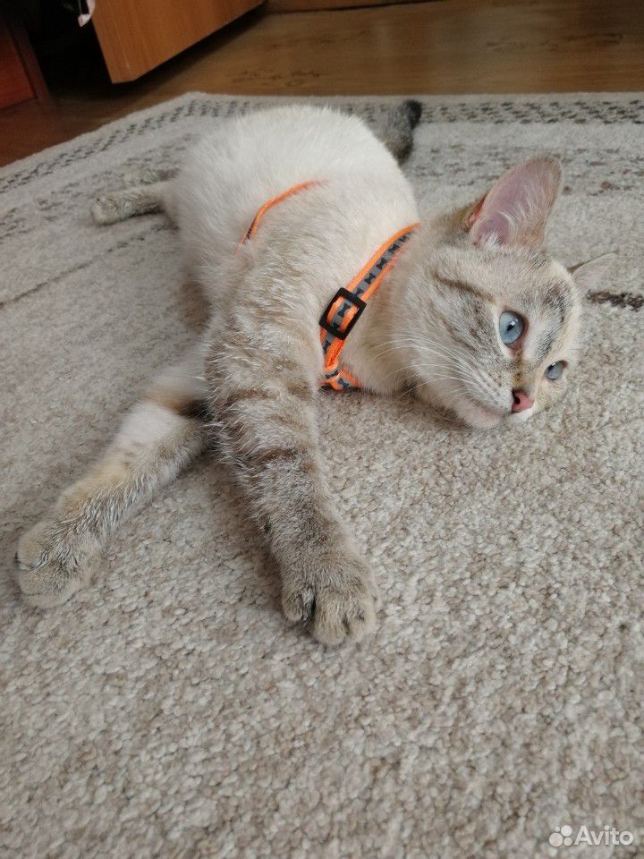 Кошка