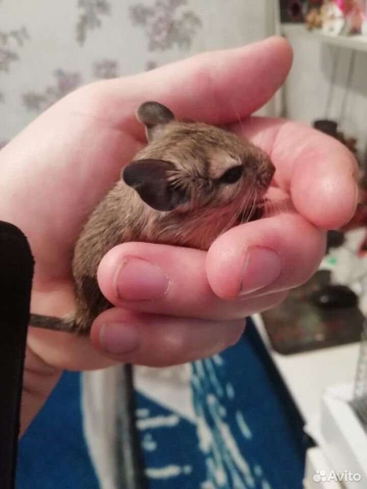 Продам белок Дегу