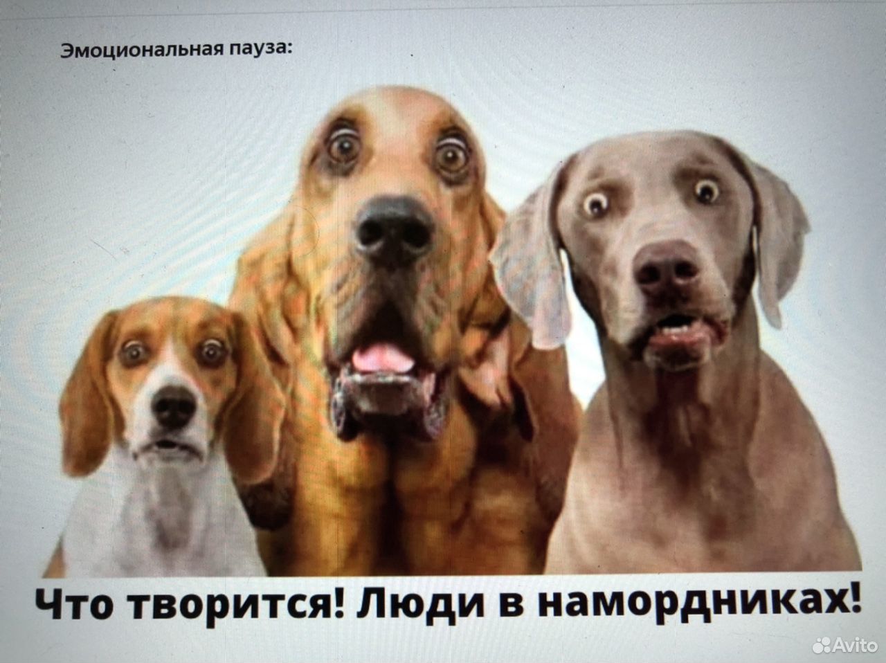 Собака породистая на охрану