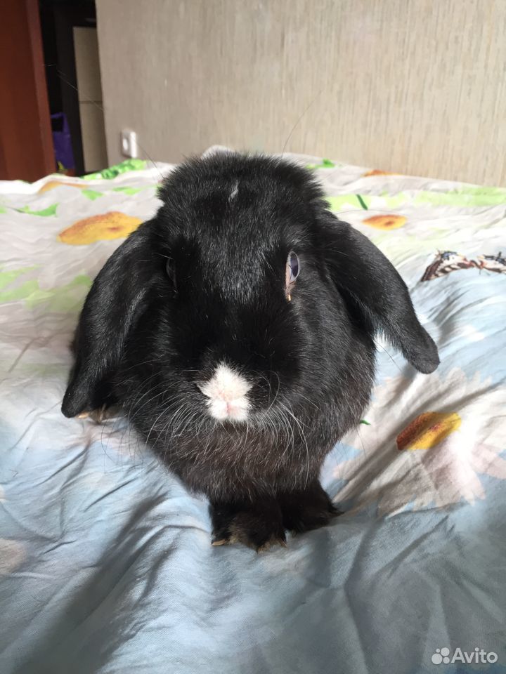Питэр Черный кролик