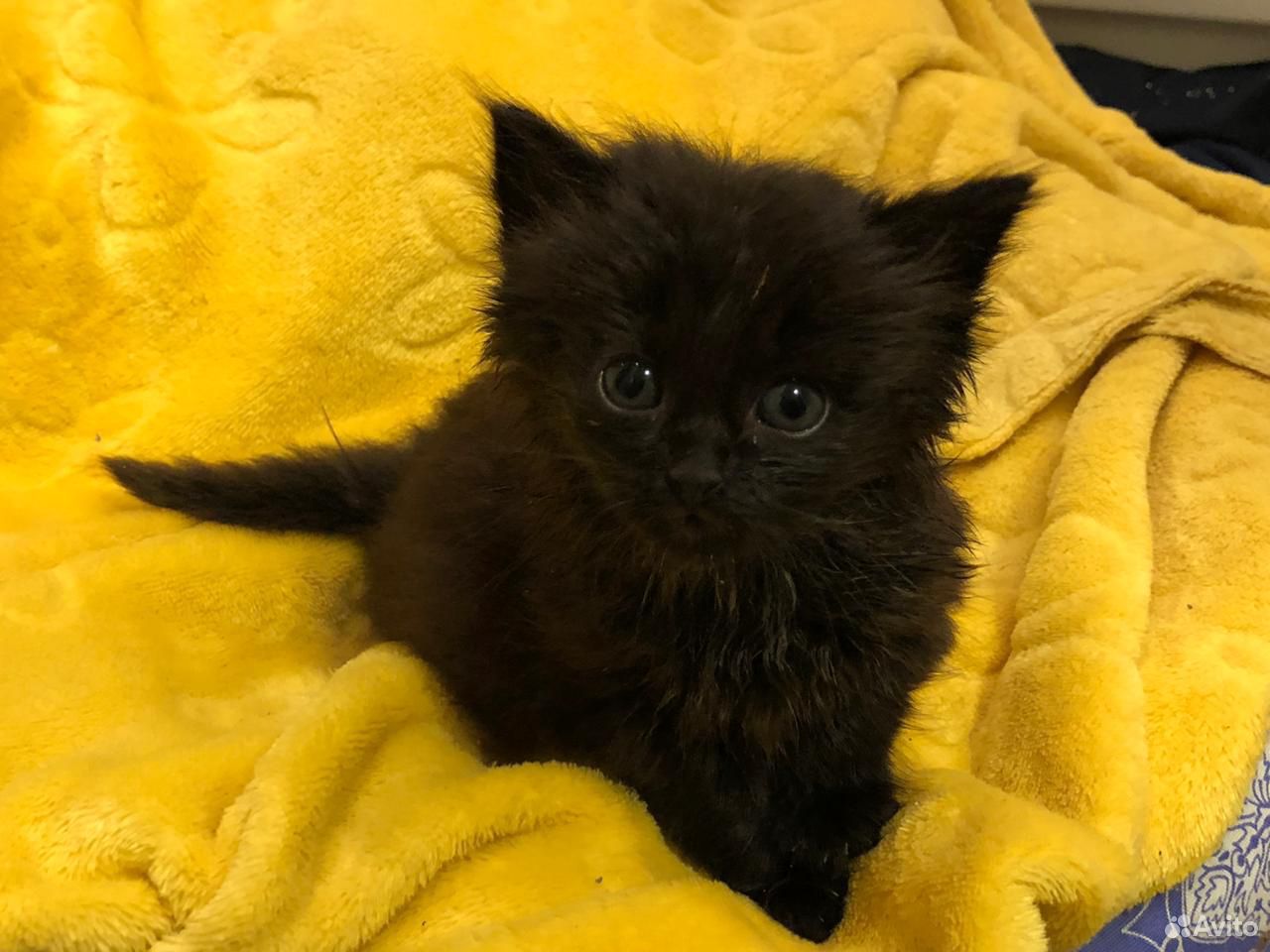 Блэкки малютка