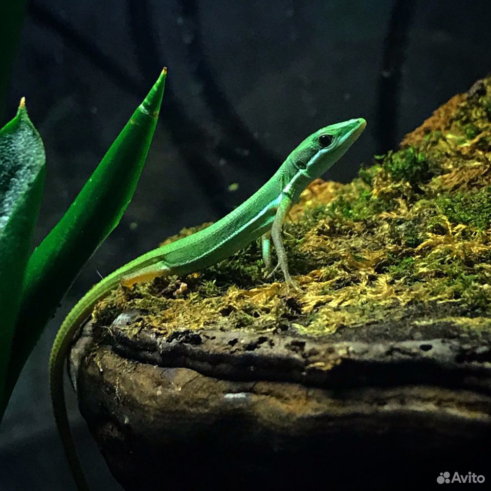Долгохвостка Takydromus smaragdinus