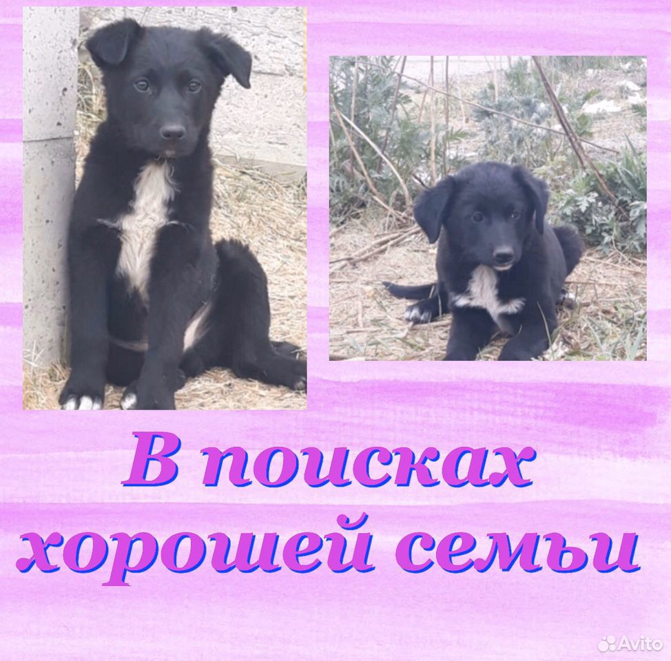 В поисках любящей семьи