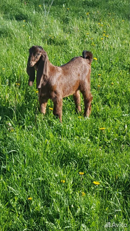 Нубийские/камори козы