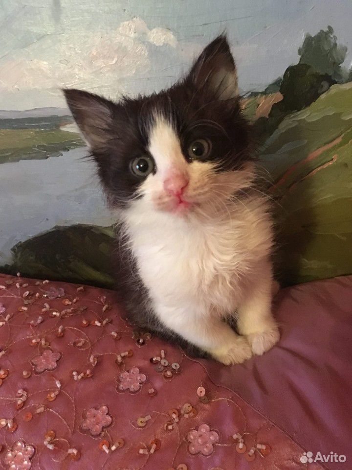 Саманта, 2мес