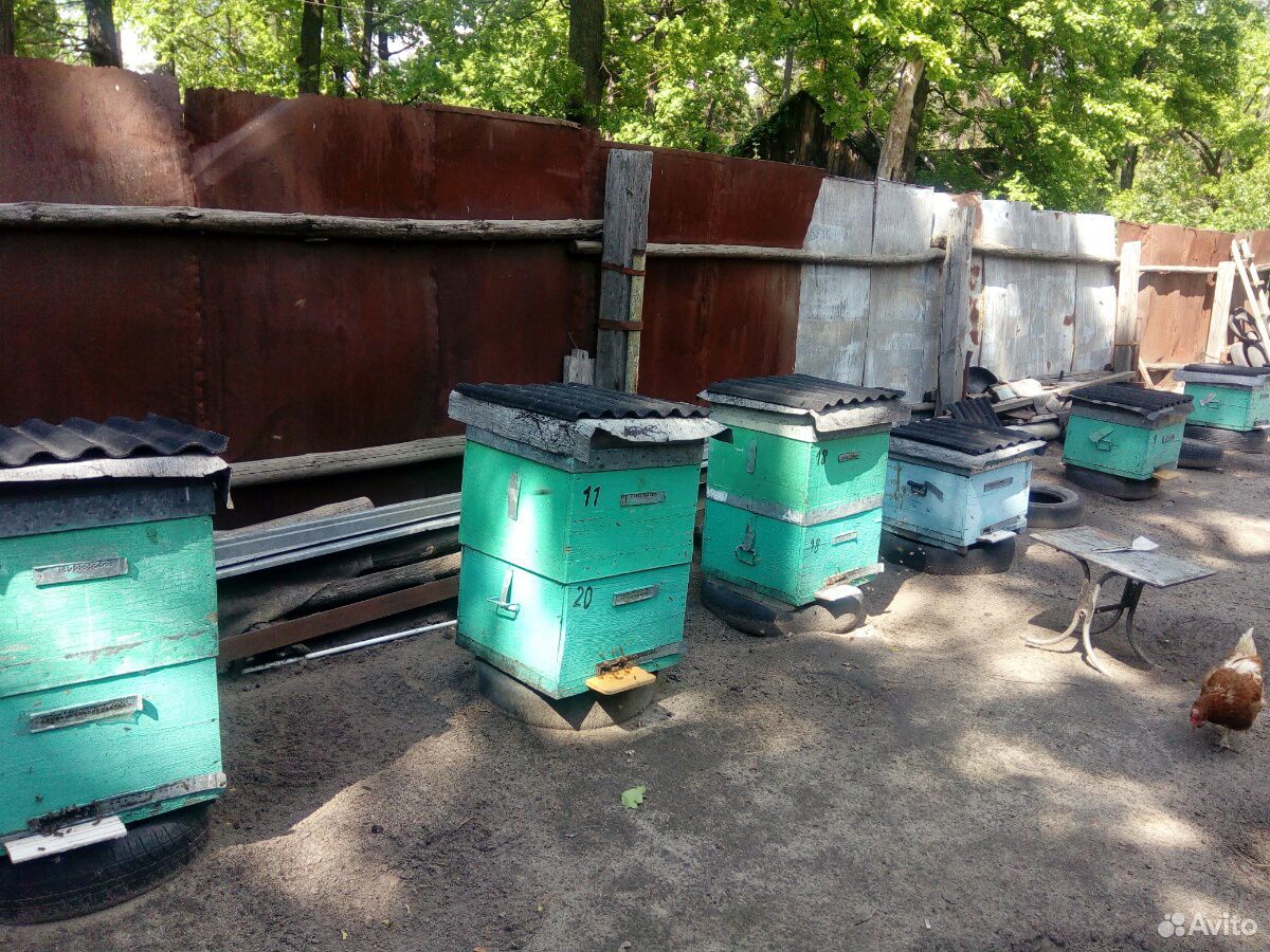 Улья с пчелой