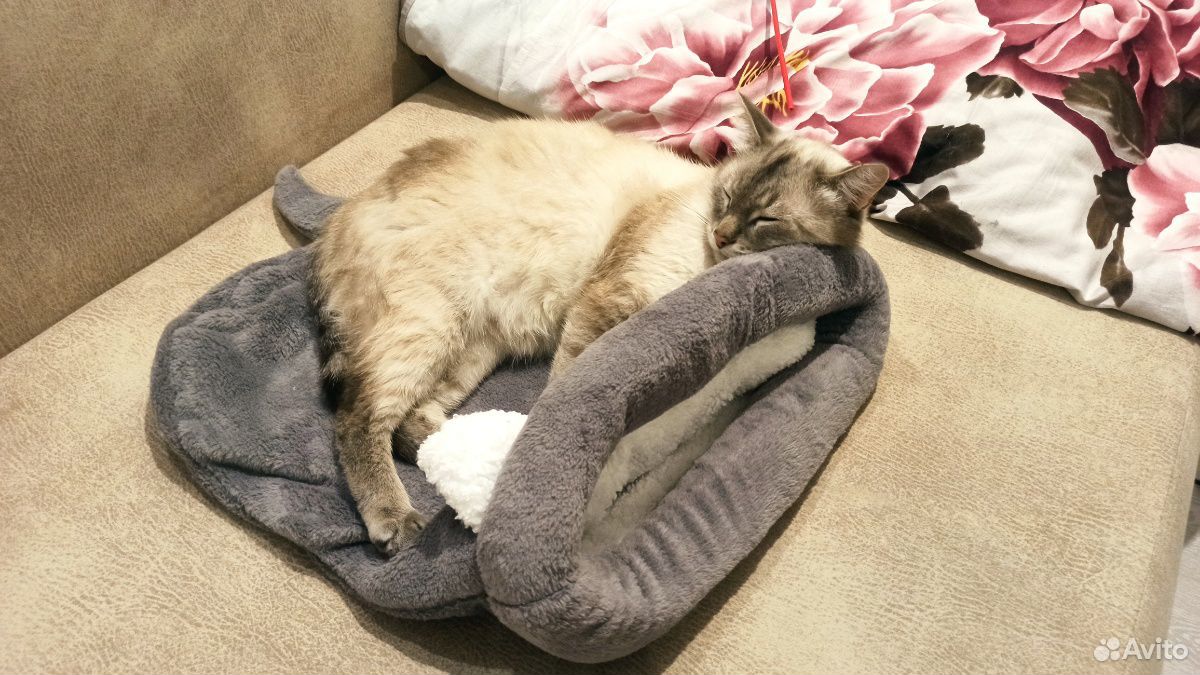 Ищет хозяина тайский котик Тэо