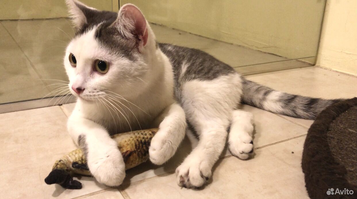 Кот в добрые руки