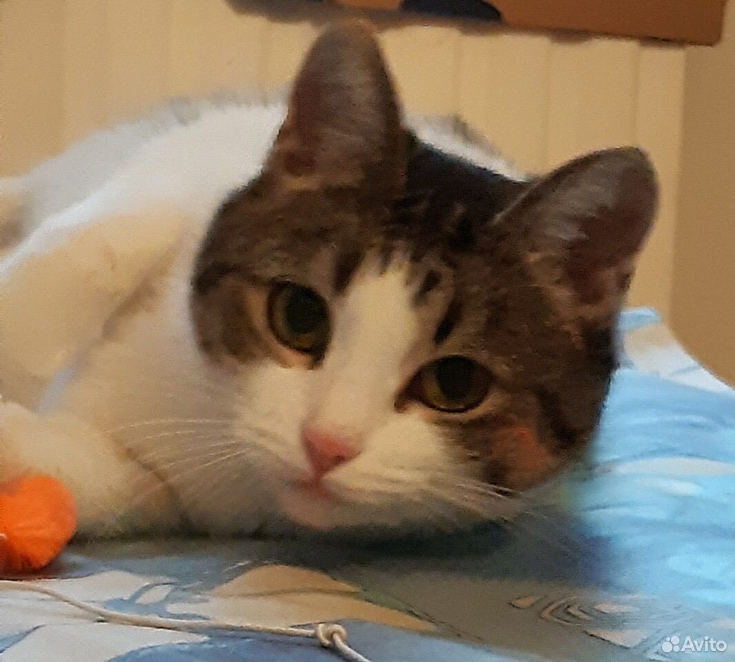 Кошка Милли Ванили