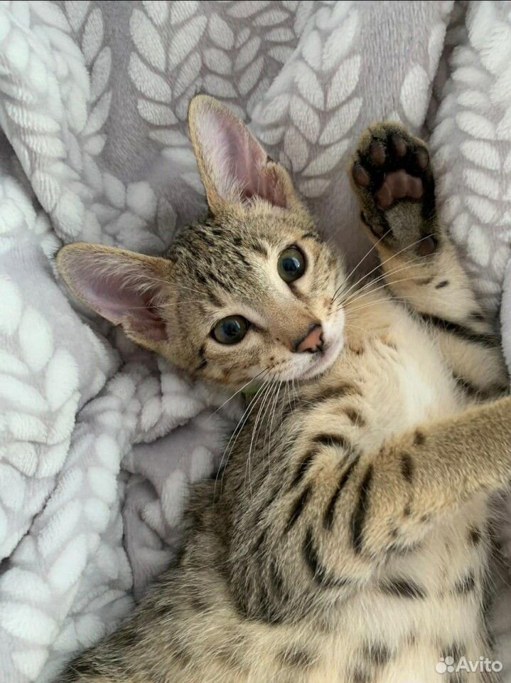 Саванна Ф4 пацан