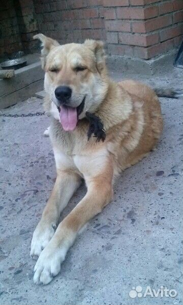 Собака. Мальчик. 2 года. большая, красивая