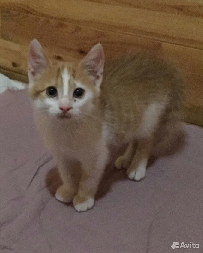 Чудесные котодетки бесплатно