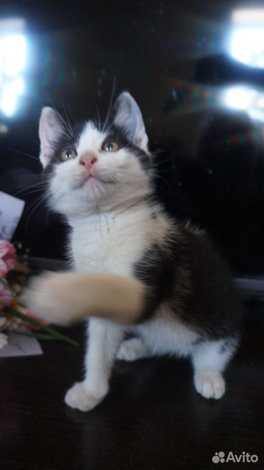Котята с приданым