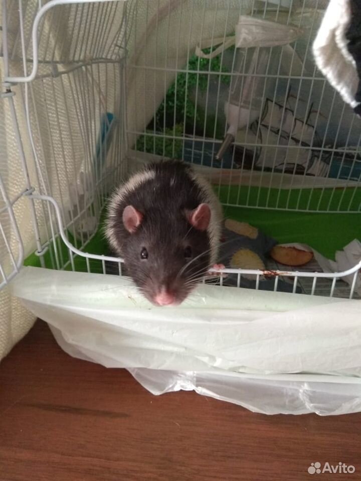 Отдам в хорошие, заботливые руки, домашнюю крысу