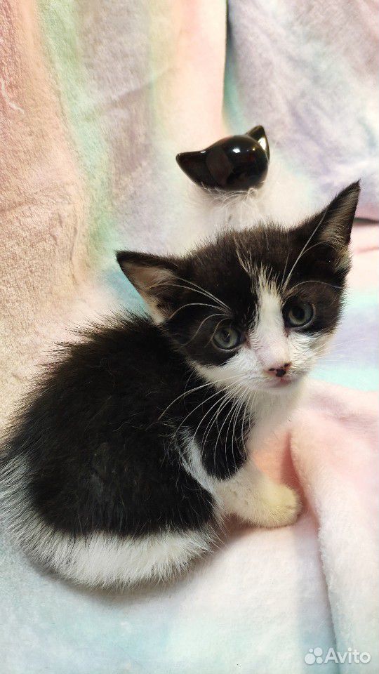 Чёрно-белый котенок (кошечка) Фанни