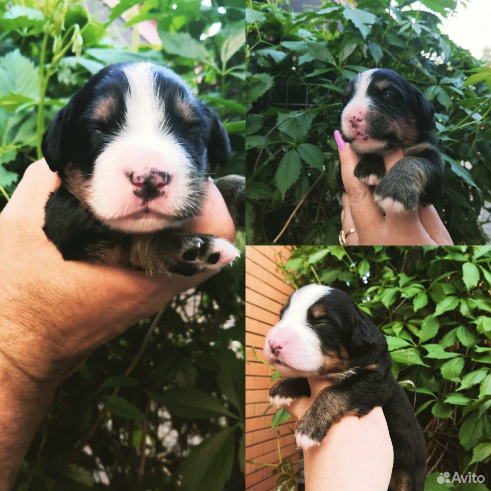 Бернский зенненхунд