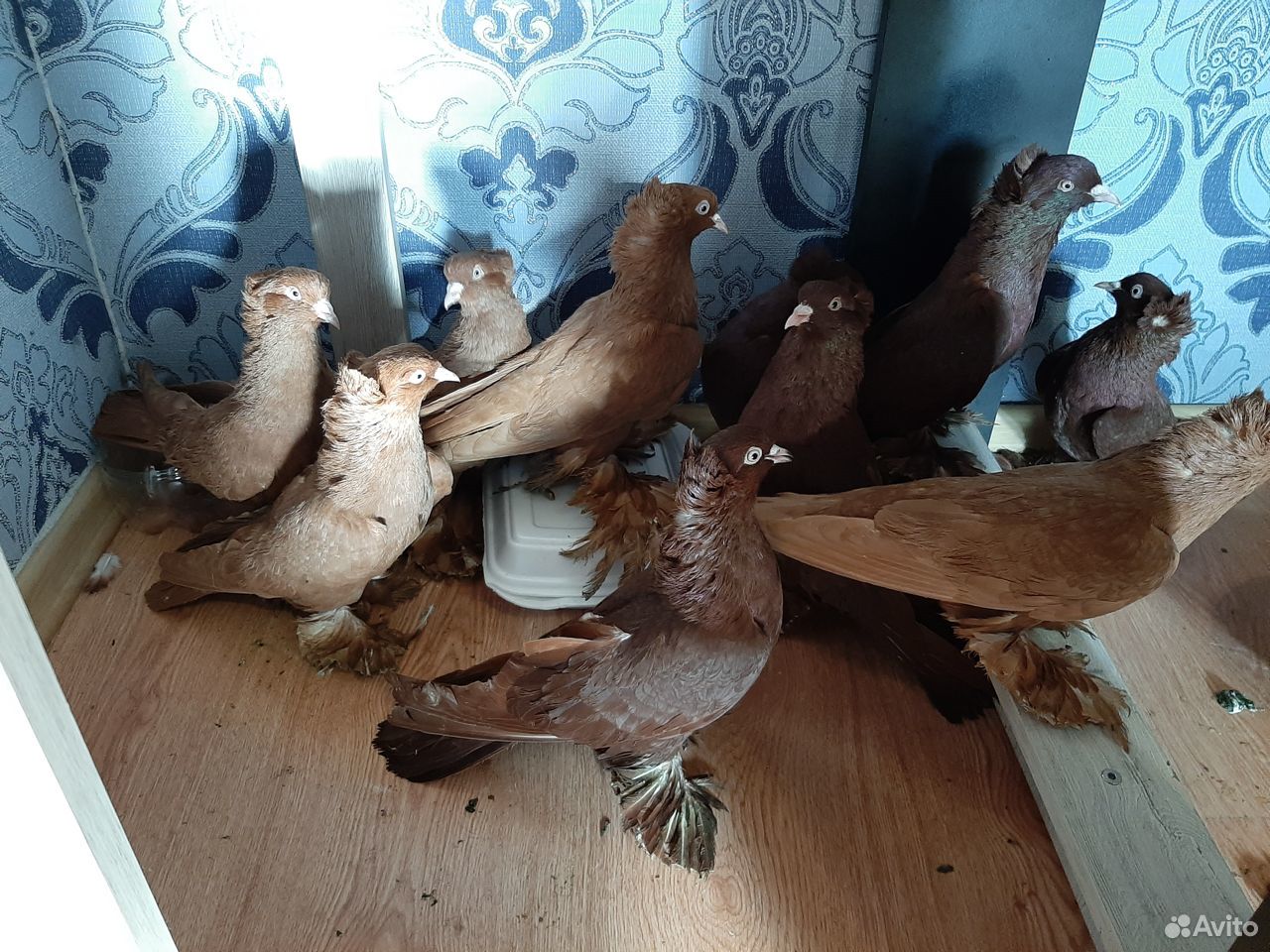 Продаются голуби, северо-кавказские персы космачи
