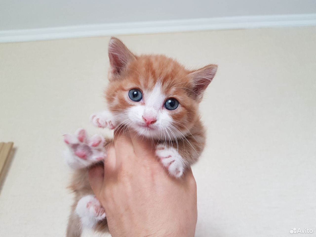 Подарю котёнка