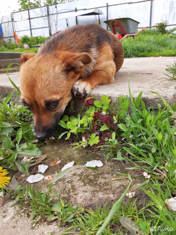 Щенок Розочка 7мес