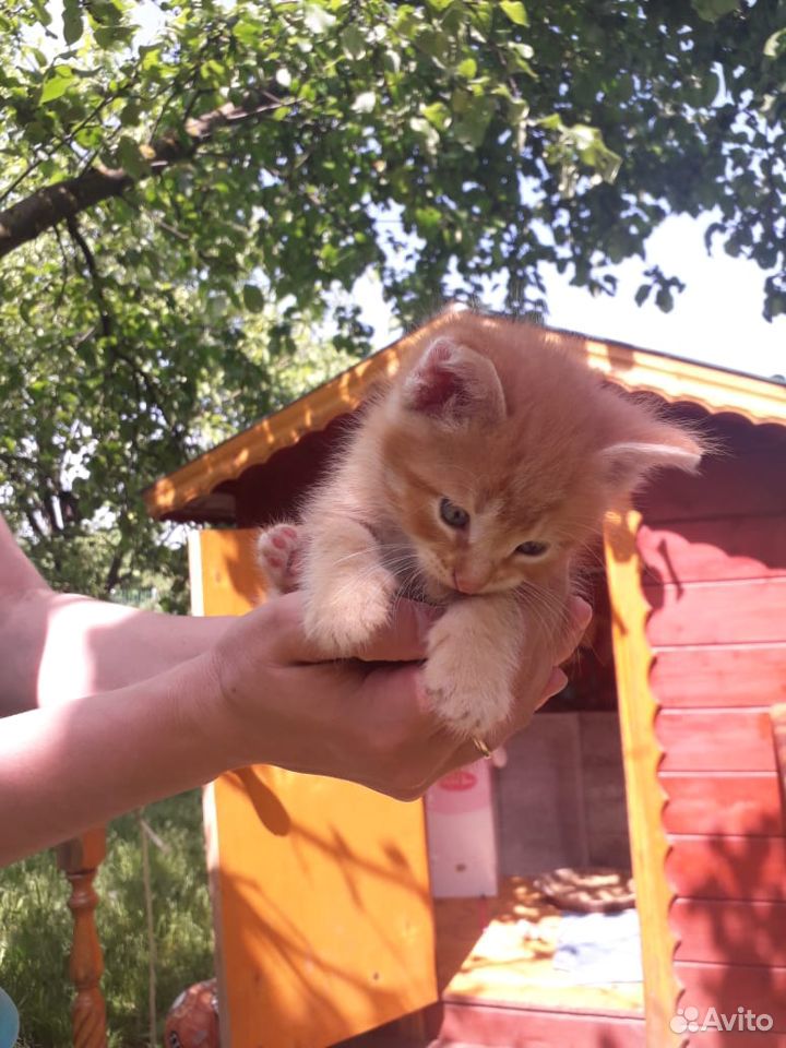 Котята в хорошие руки
