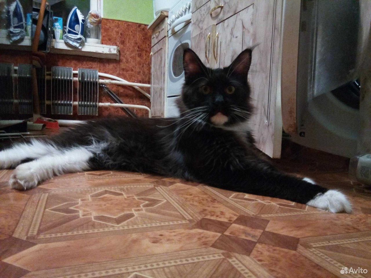 Молодой, красивый кот