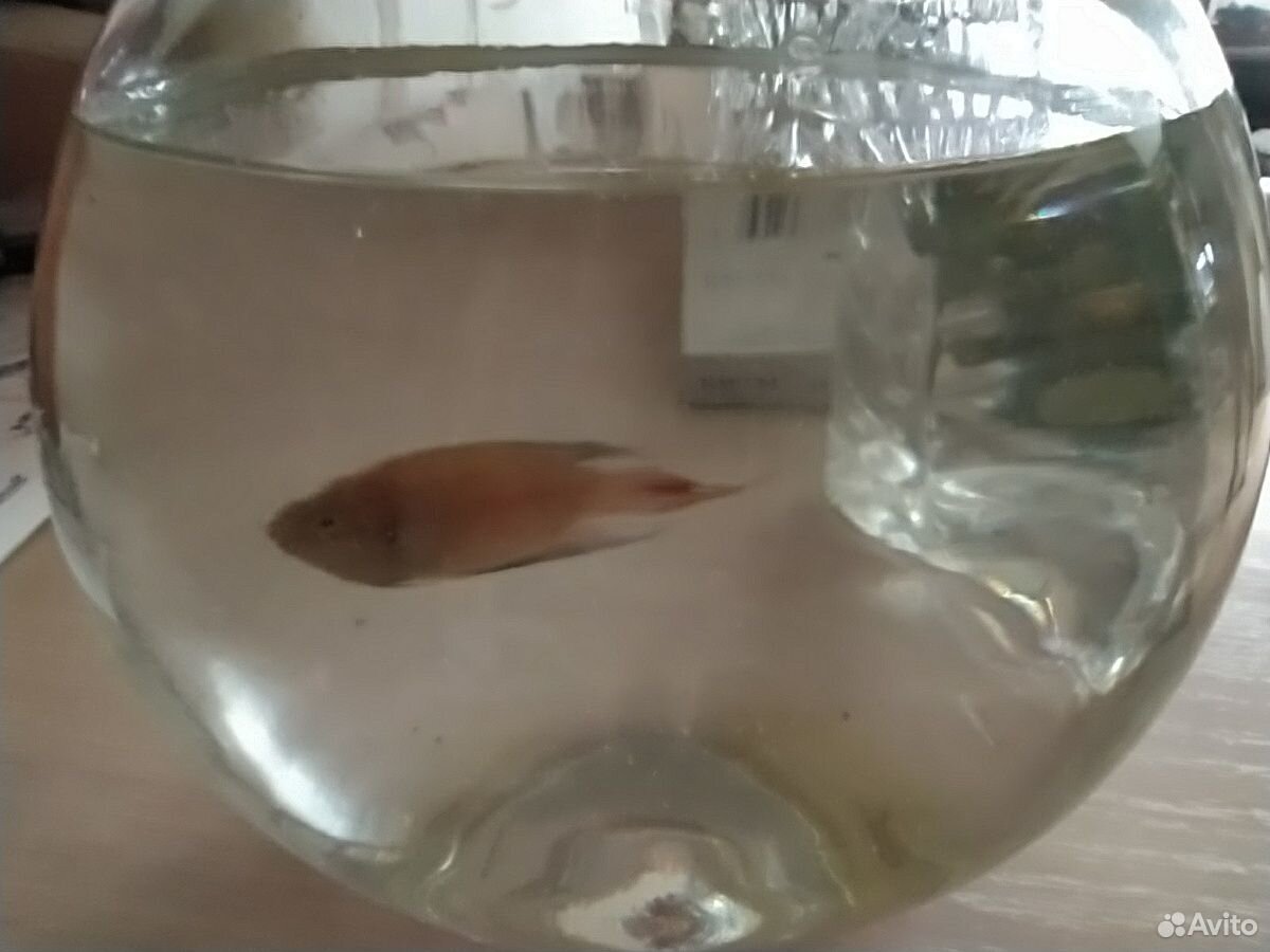 Продам макропода с аквариумом