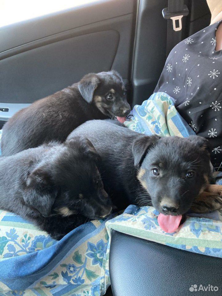 Щенки девочки 1.5 месяца мама ротвейлер