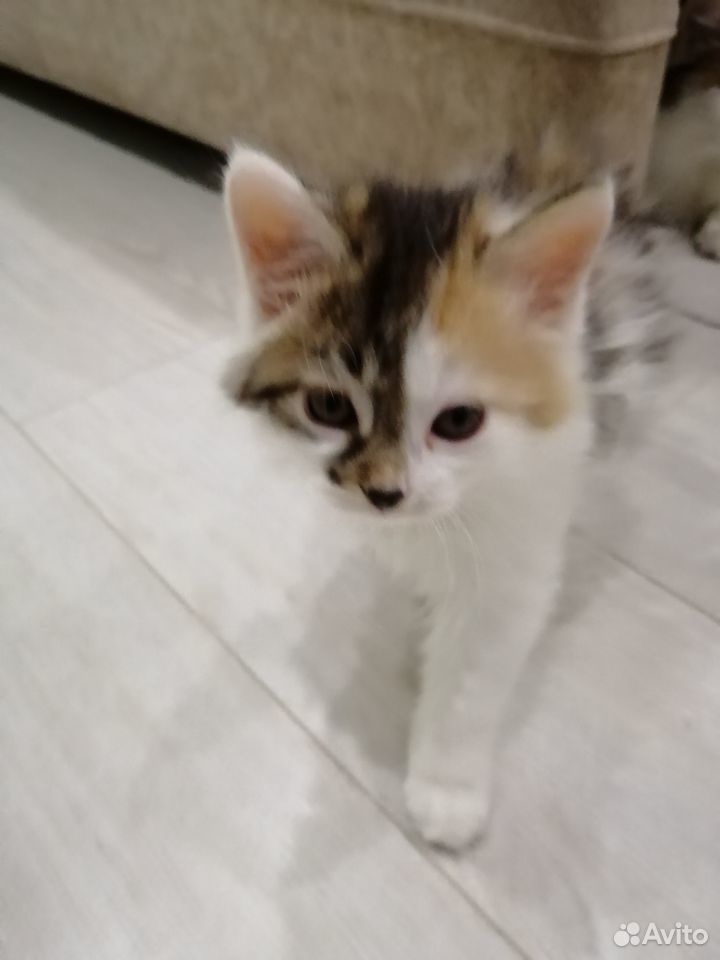 Котята-рысята