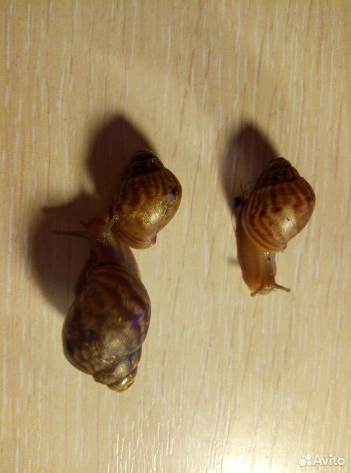 Улитка Ахатины. Всего 10 штук в наличии. могу прив