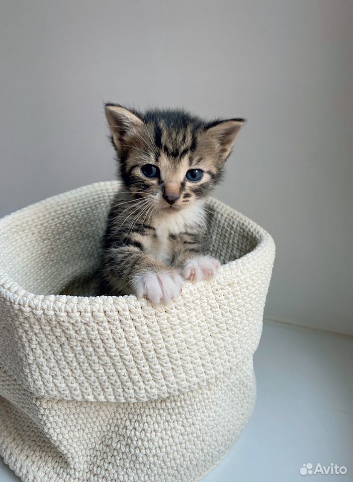 Котёнок мальчик тигрёнок 1.5 - 2 месяца