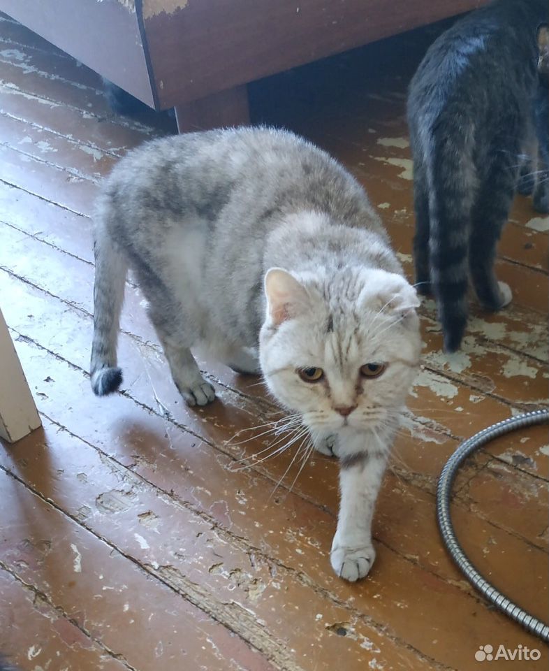 Кошка Бэлла шотландская