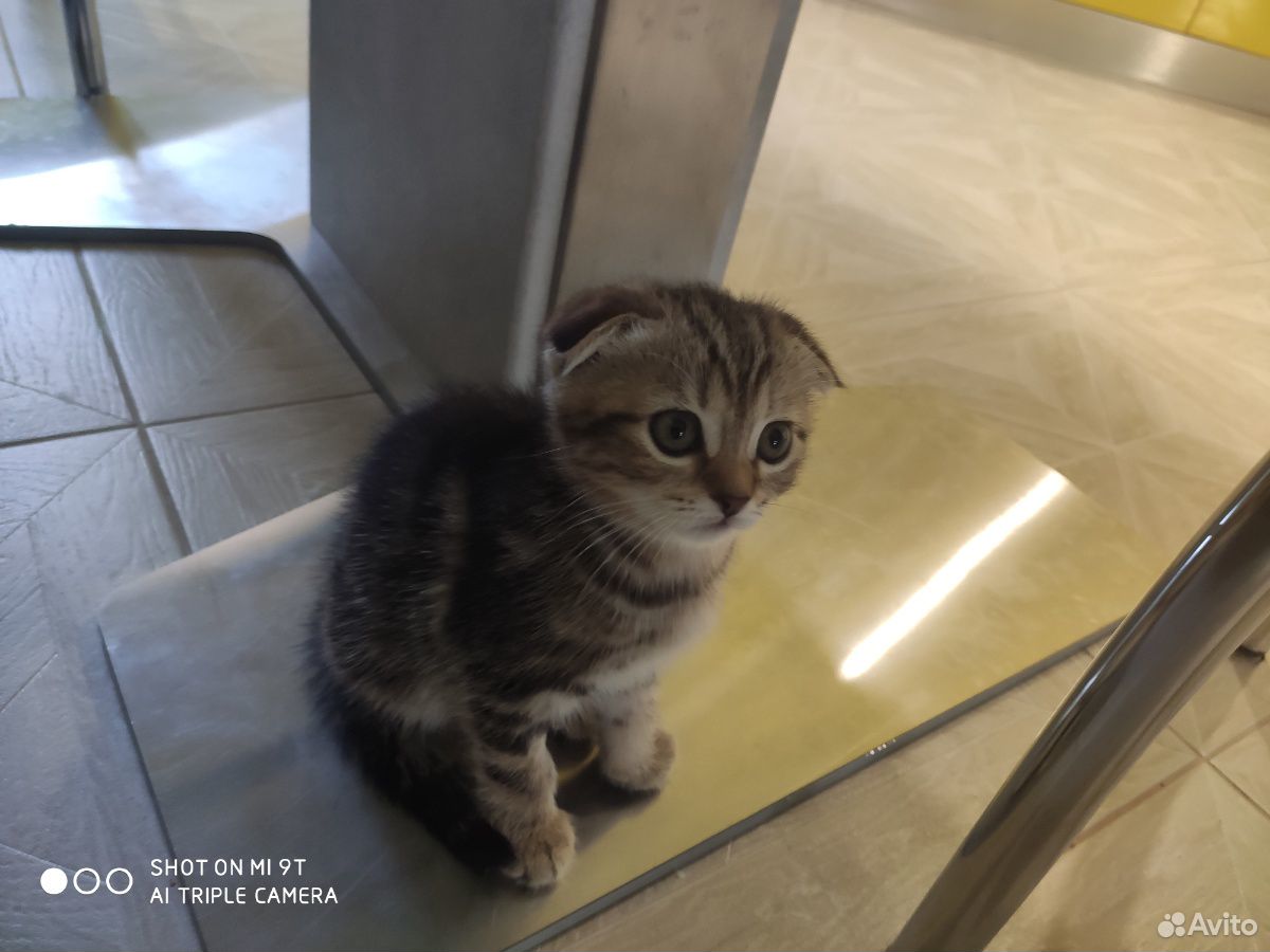 Шотландская