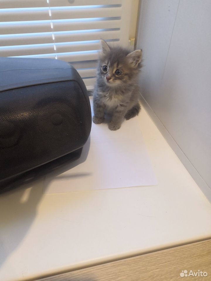 Котенок