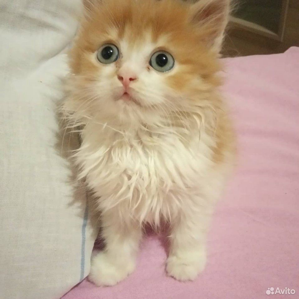 Котенок