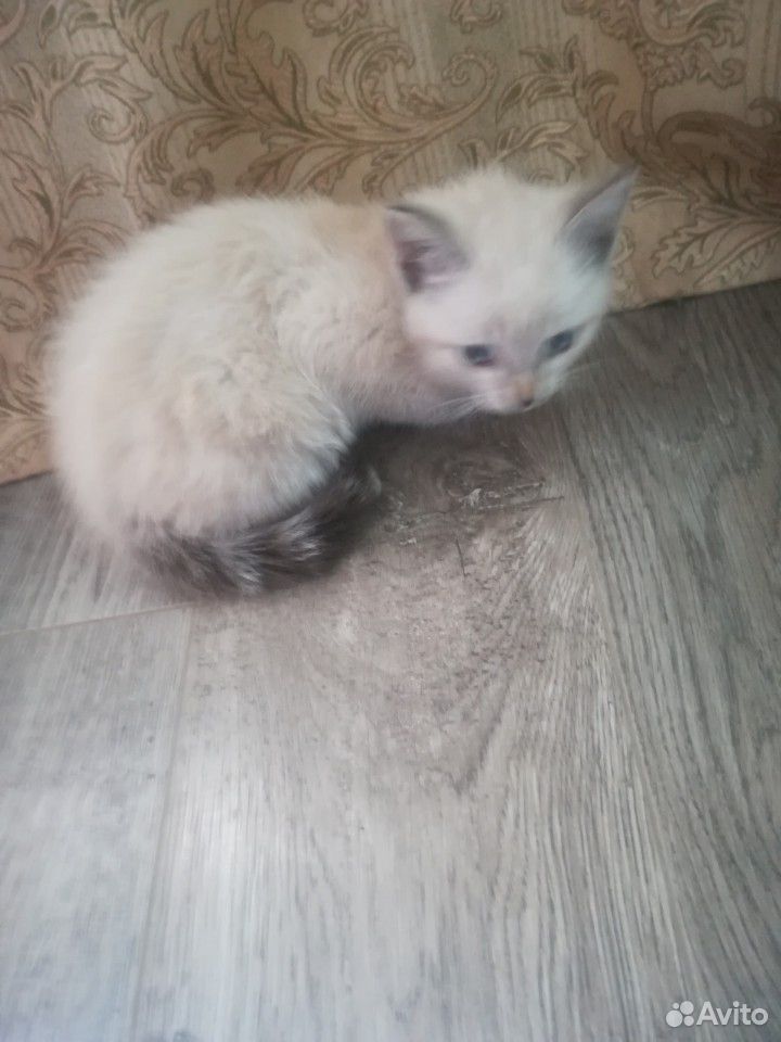 Котенок