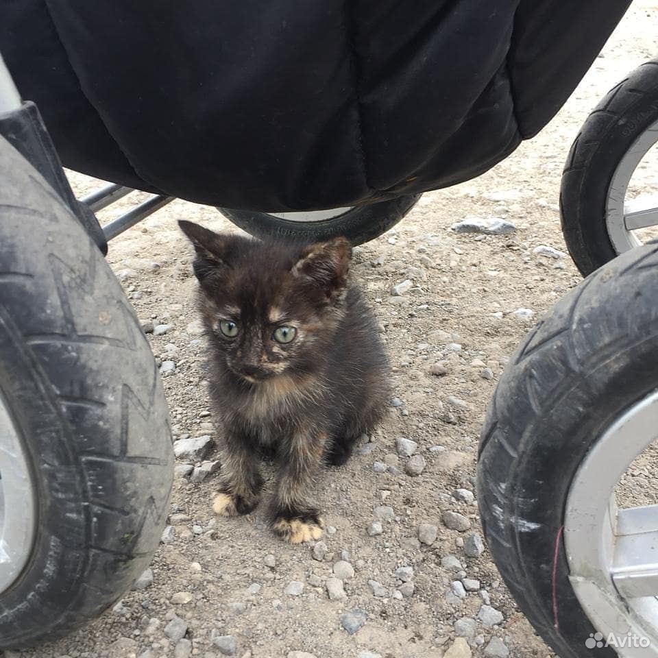 Котёночек бывший домашний, без блошек и тпд выкину
