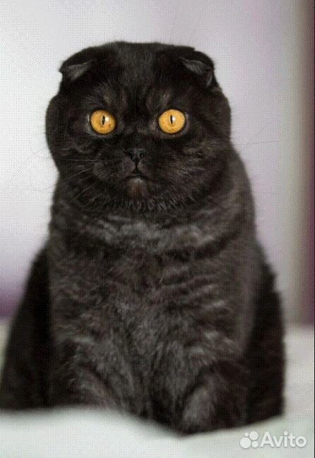 Шотландский скотиш- фолд черный дымчатый