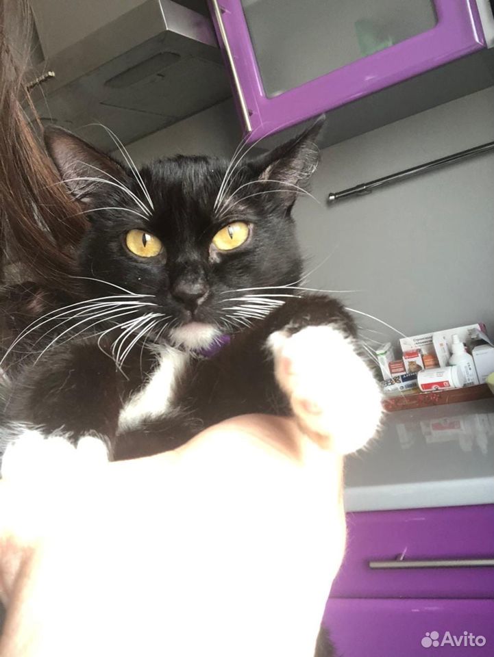 Кошка Марфушка 1,5 года