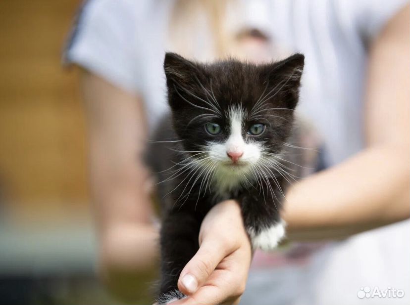Котёнок