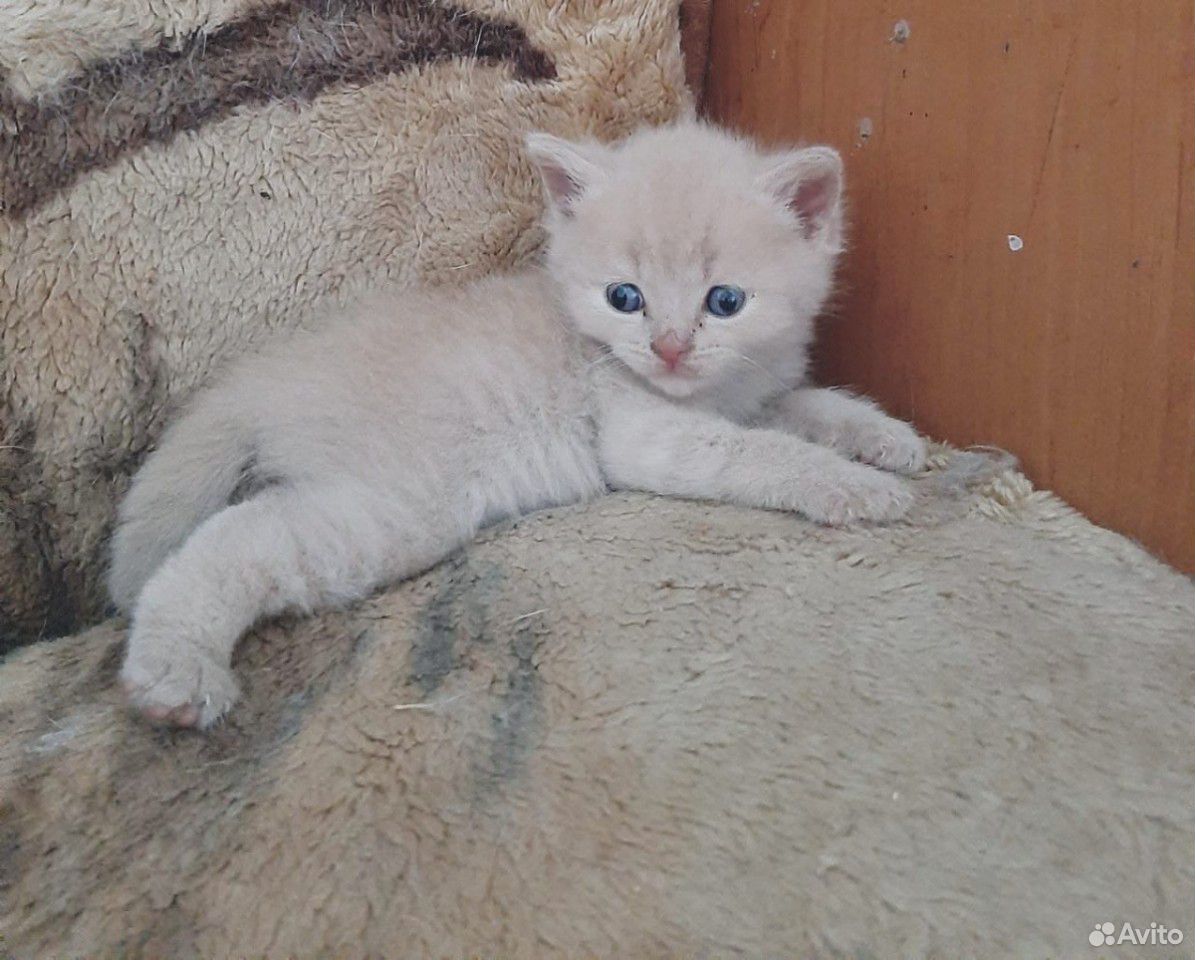 Отдам британского котенка